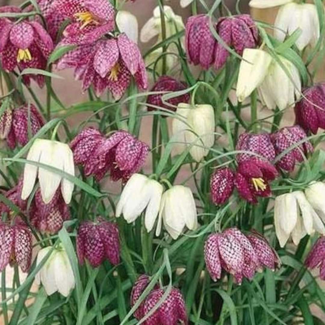 5 Checkered Lily or the Snakes Head Fritillary Zone 4-9 - Etsy