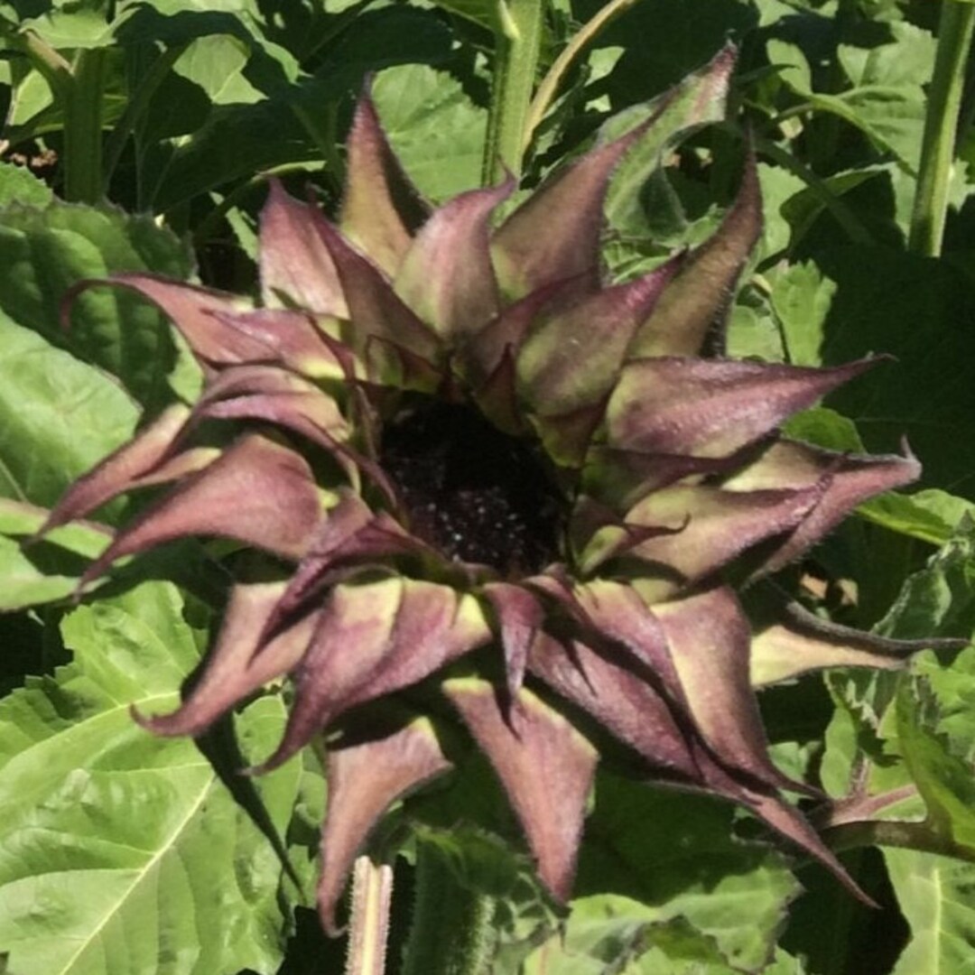 Sunfill™ Purple Sunflower 10 Seeds 09 - Etsy
