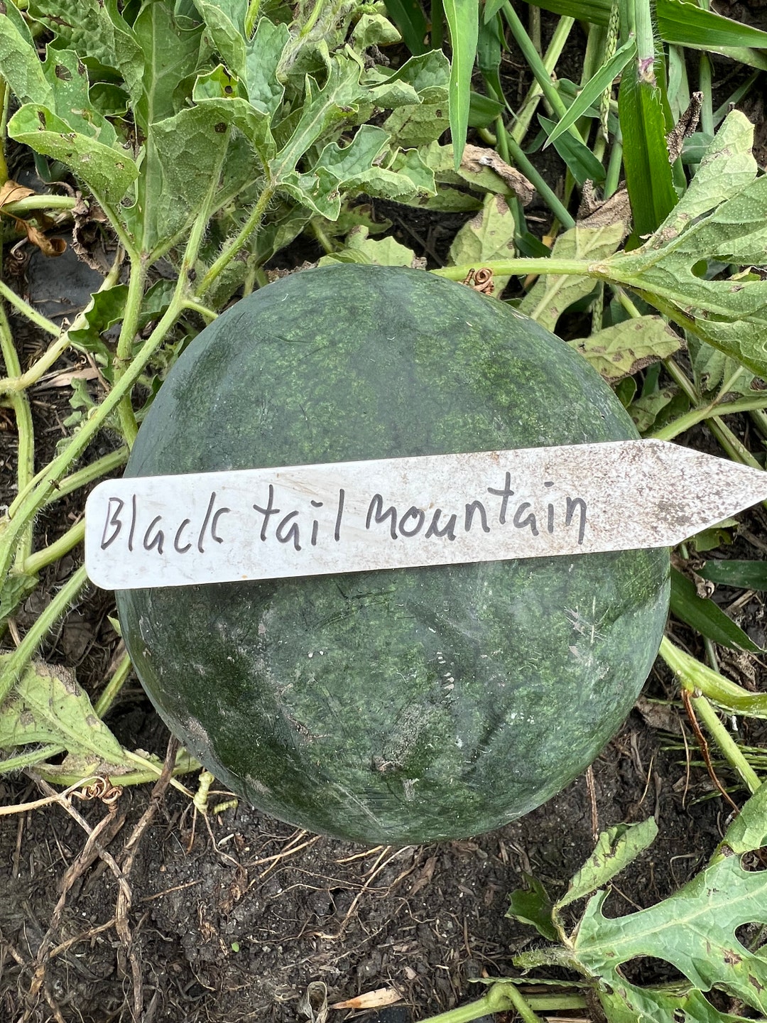 50 Blacktail Mountain Watermelon Seeds #13 - Etsy