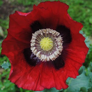 100 Red Poppy Flower Seeds - Etsy