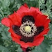 100 Red Poppy Flower Seeds - Etsy