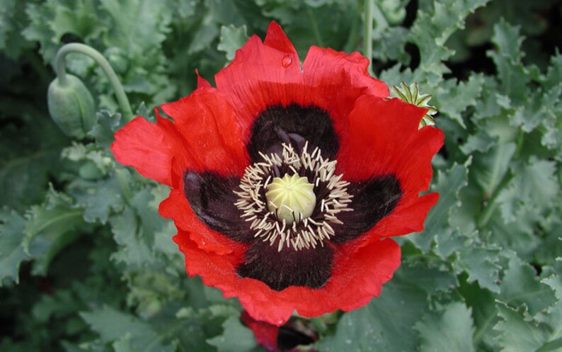 100 Red Poppy Flower Seeds | Etsy