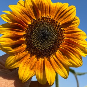 20 Firecracker Sunflower Seeds 20 - Etsy