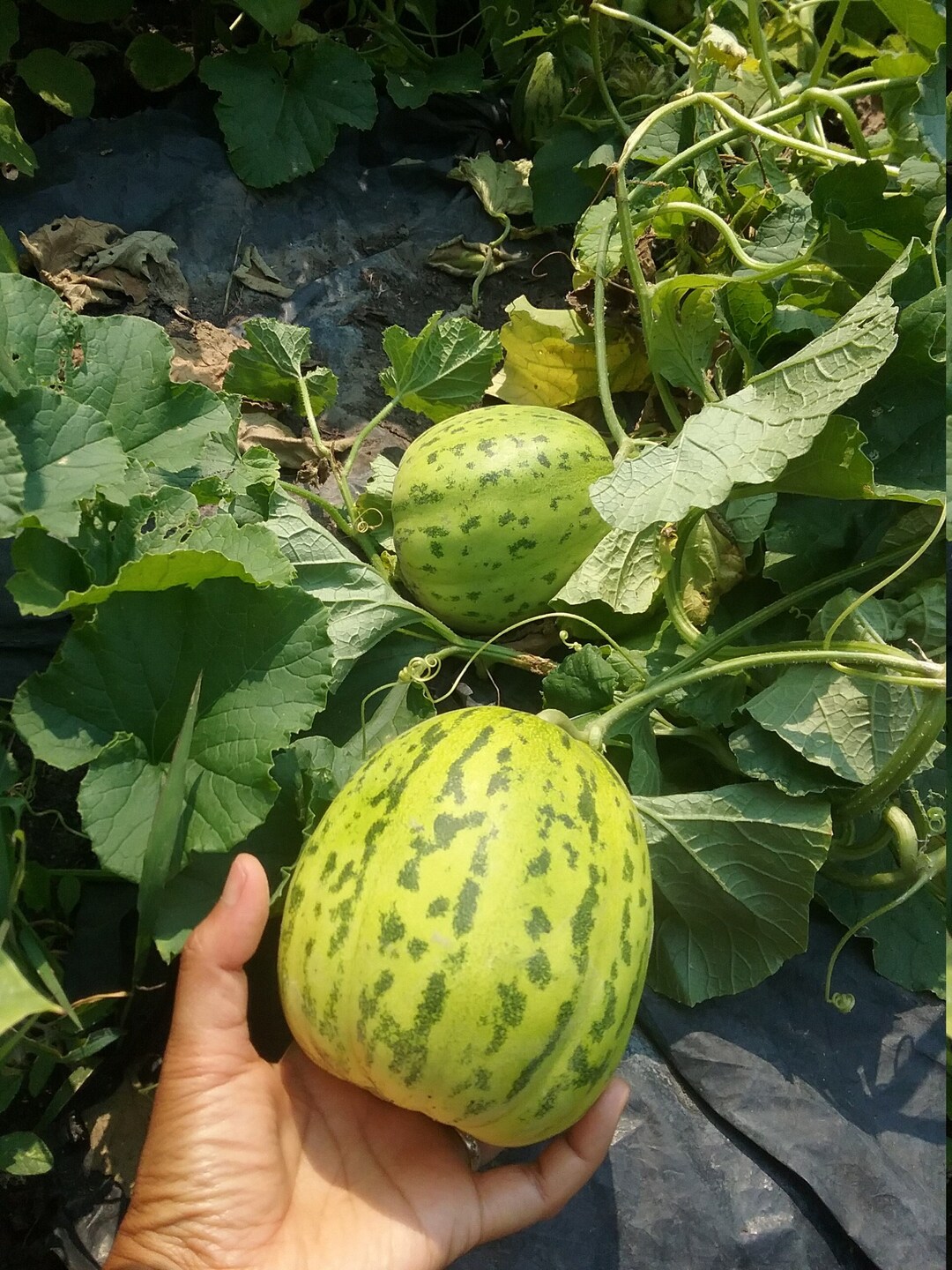 50 Melon Wah Mibao Seeds Organic Home Grow - Etsy
