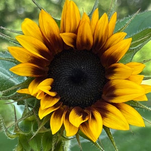 20 Firecracker Sunflower Seeds 20 - Etsy