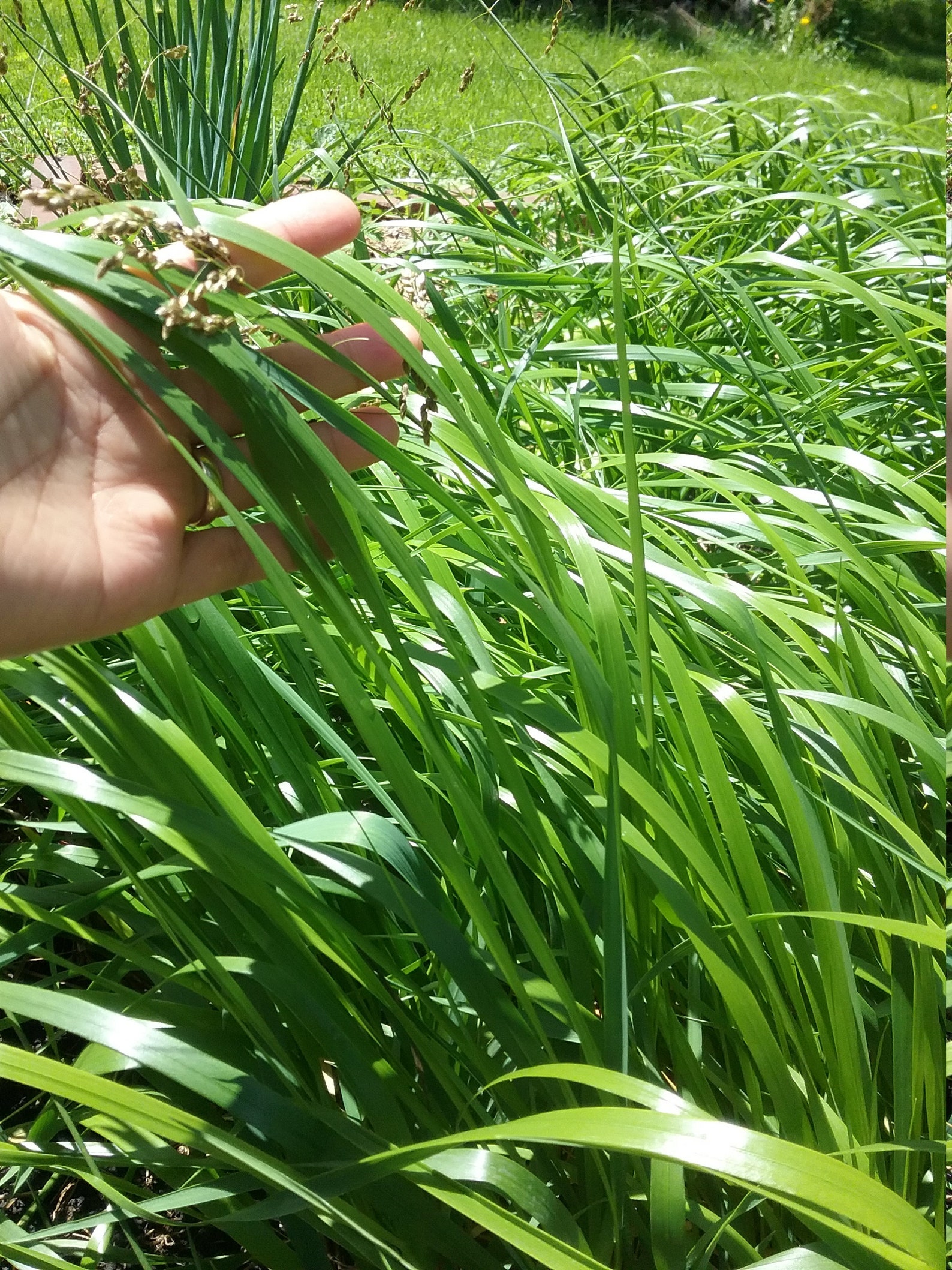 Sweet Grass Hierochloe Odorata 5 Bare Root Plant Organic Etsy