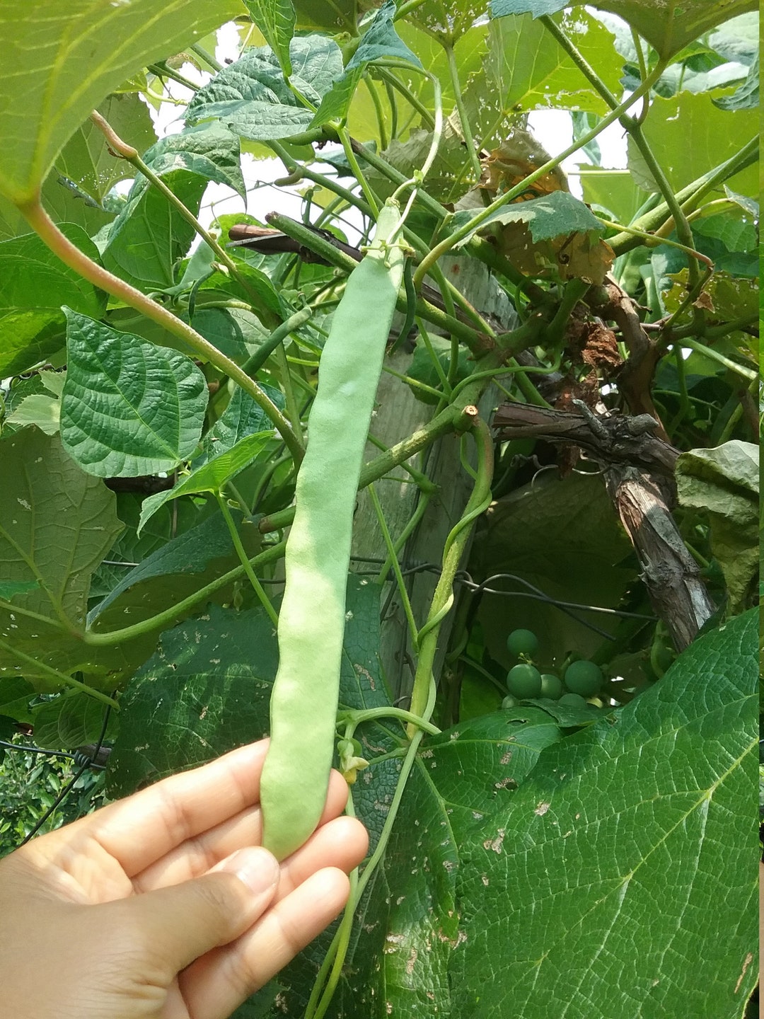 20 graines de haricots verts Qing Bian Pole Romano - Etsy France