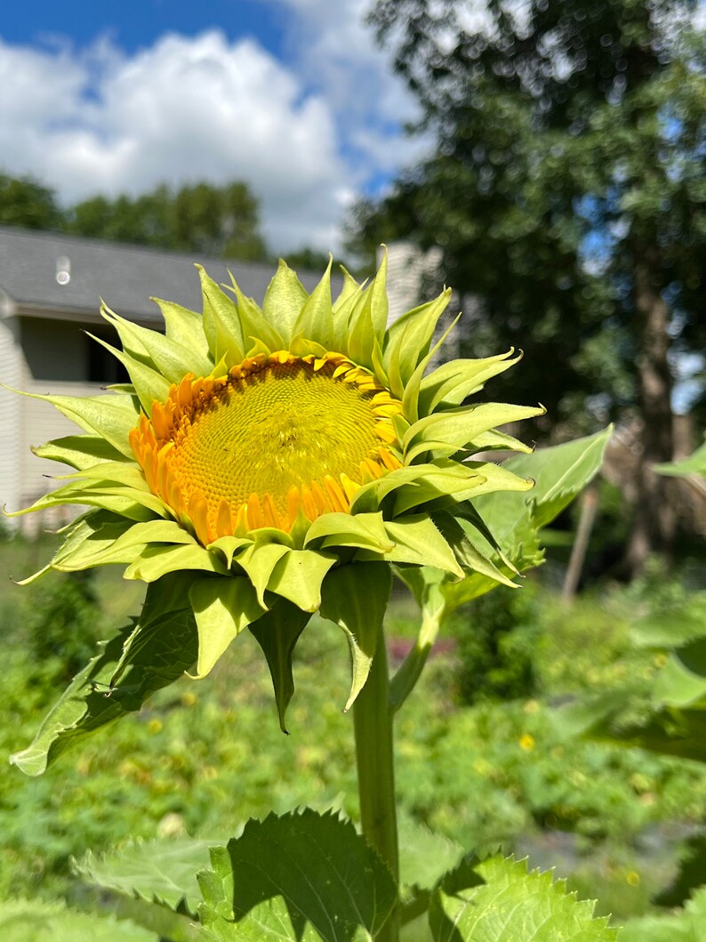 Sunfill™ Green Sunflower 10 Seeds 10 - Etsy