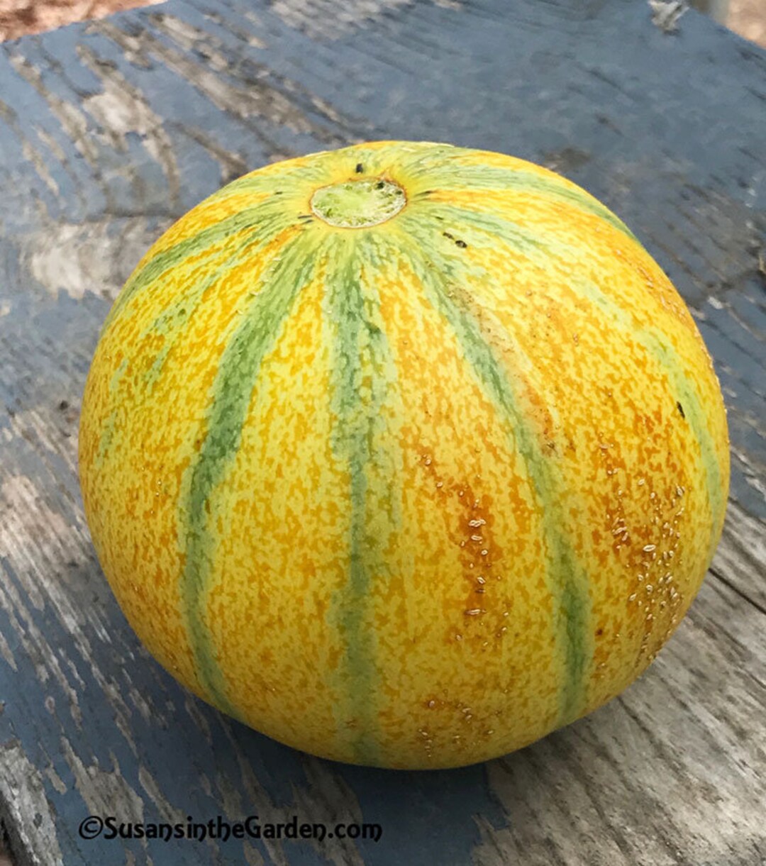 50 Israel HA'OGEN MELON Seeds - Etsy