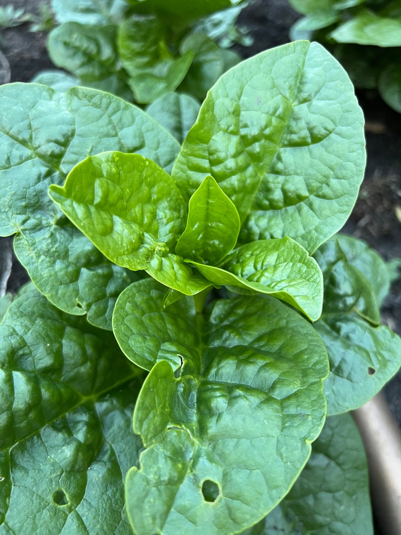 50 Big Malabar Spinach Round Leaf Seeds - Etsy