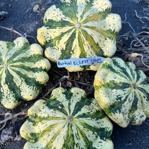20 Summer Squash Partial Eclipse F1 Seeds - Etsy