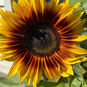 20 Firecracker Sunflower Seeds 20 - Etsy