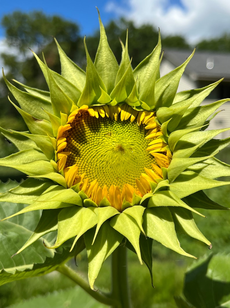Sunfill™ Green Sunflower 10 Seeds 10 - Etsy