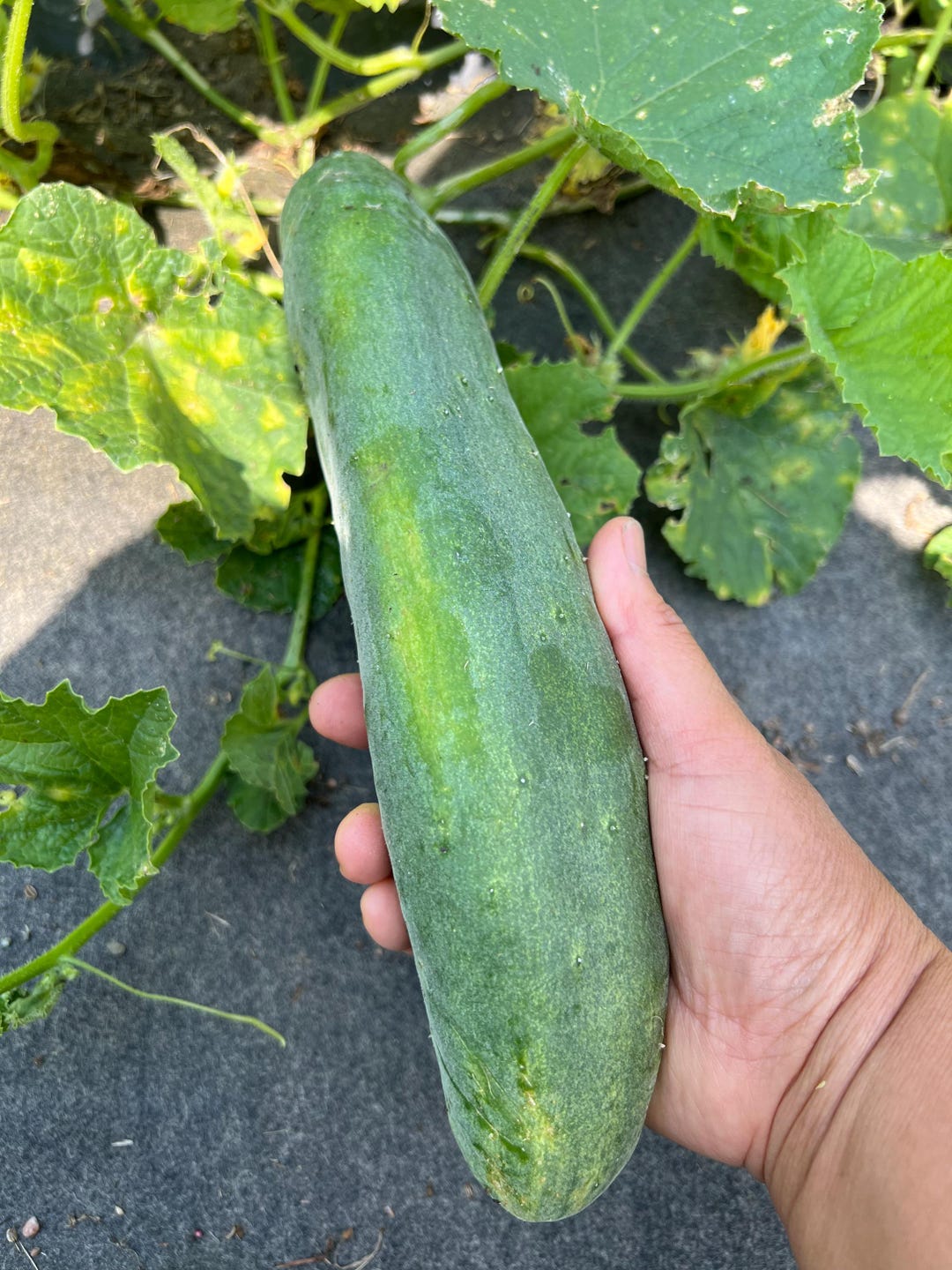 20 Japanese Climbing Cucumber Seeds - Etsy