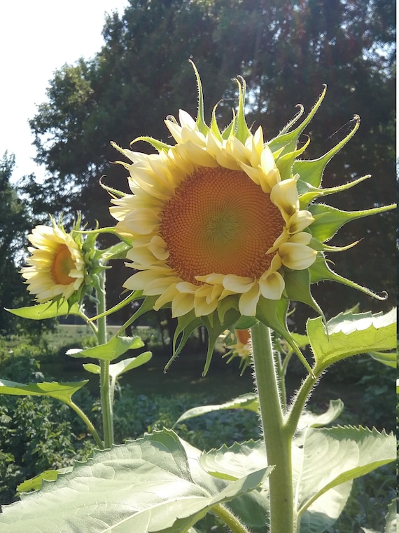 Procut White Lite Sunflower 10 Seeds 07 | Etsy
