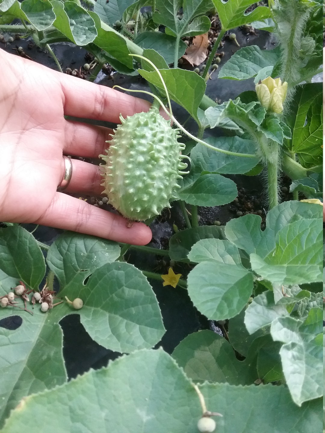 50 West India Gherkin Cucumber Seeds - Etsy