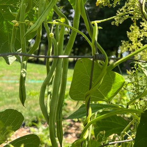 20 Fortex Filet Pole Bean Seeds #A1 - Etsy