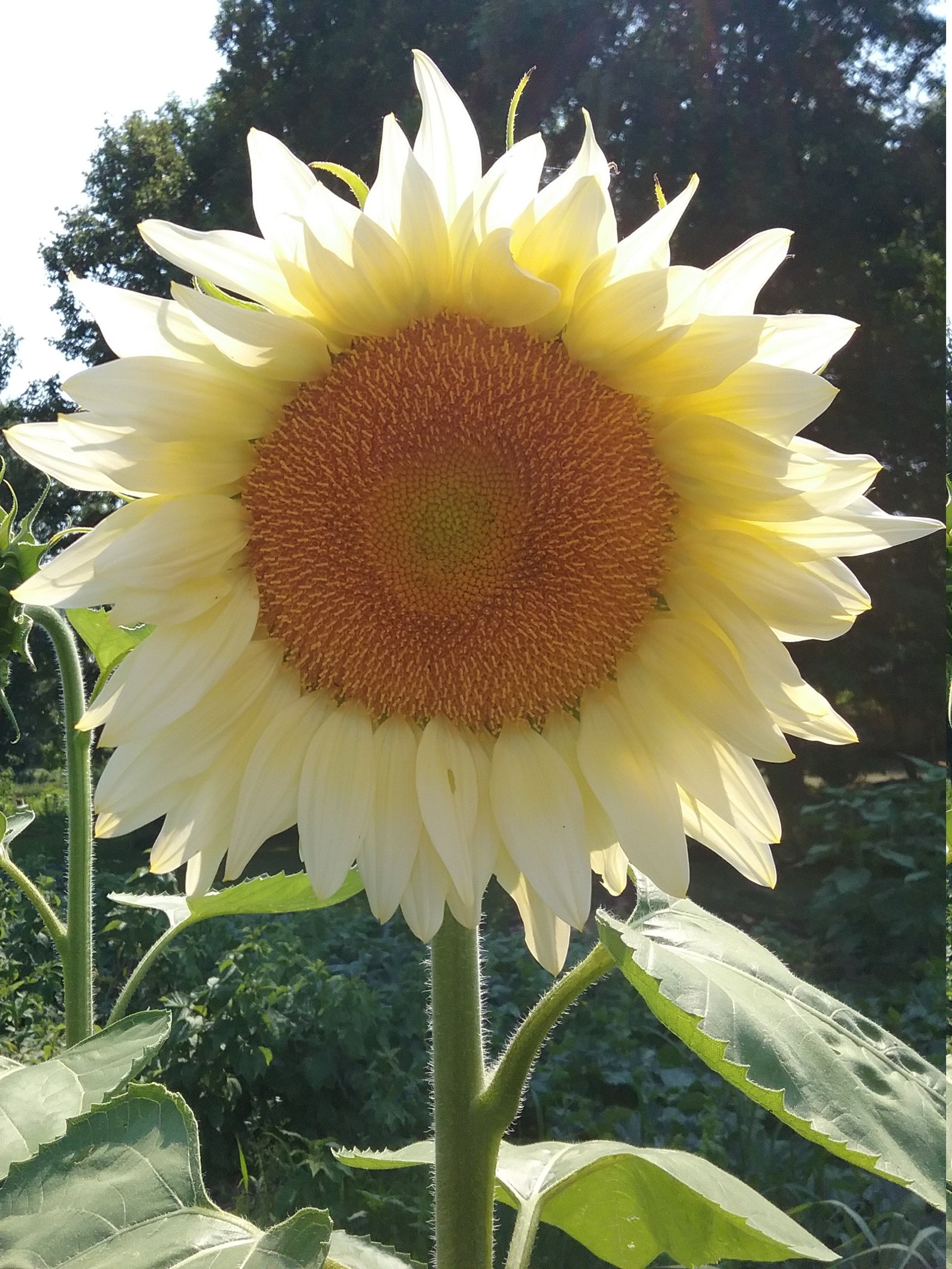 Procut White Lite Sunflower 10 Seeds 07 | Etsy