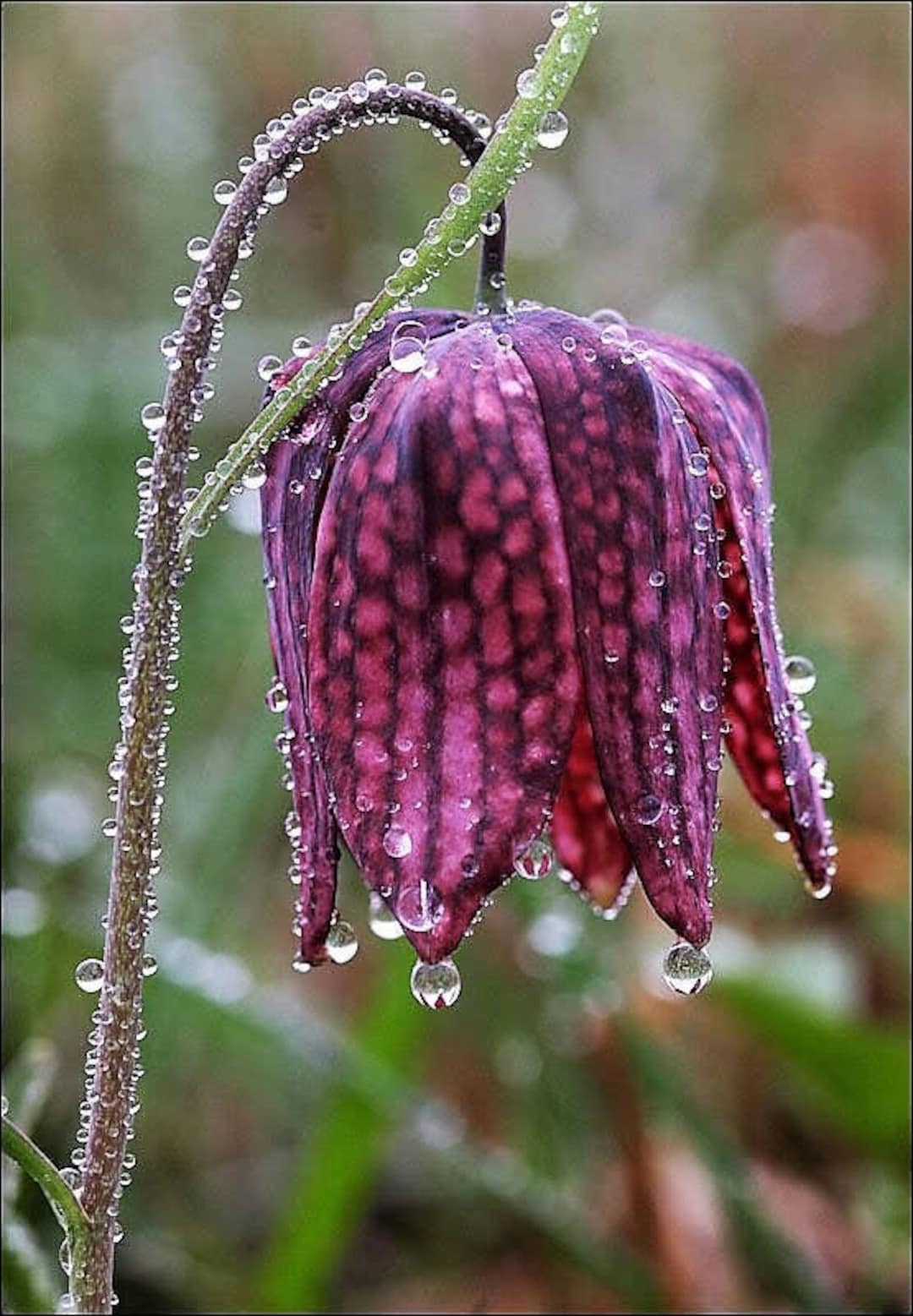 Perennial 50 Checker Lily, Guinea Hen Flower Seeds Zone 4-9 - Etsy