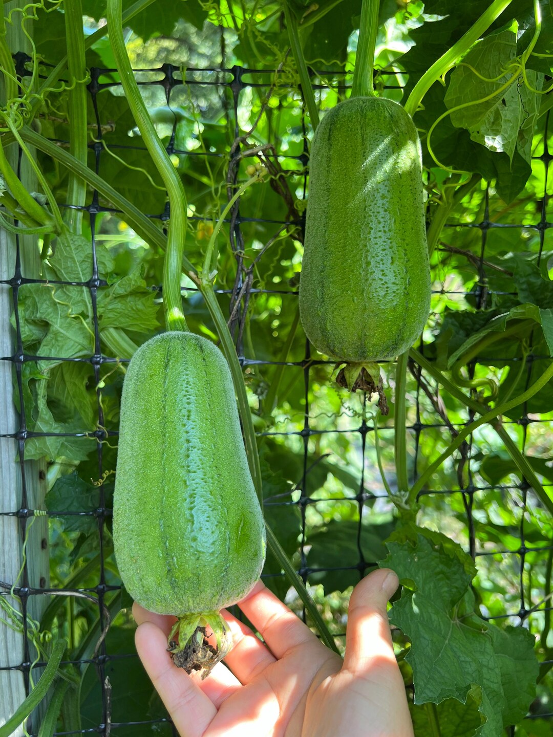 Organic 20 Taiwan Apple Luffa Seed - Etsy