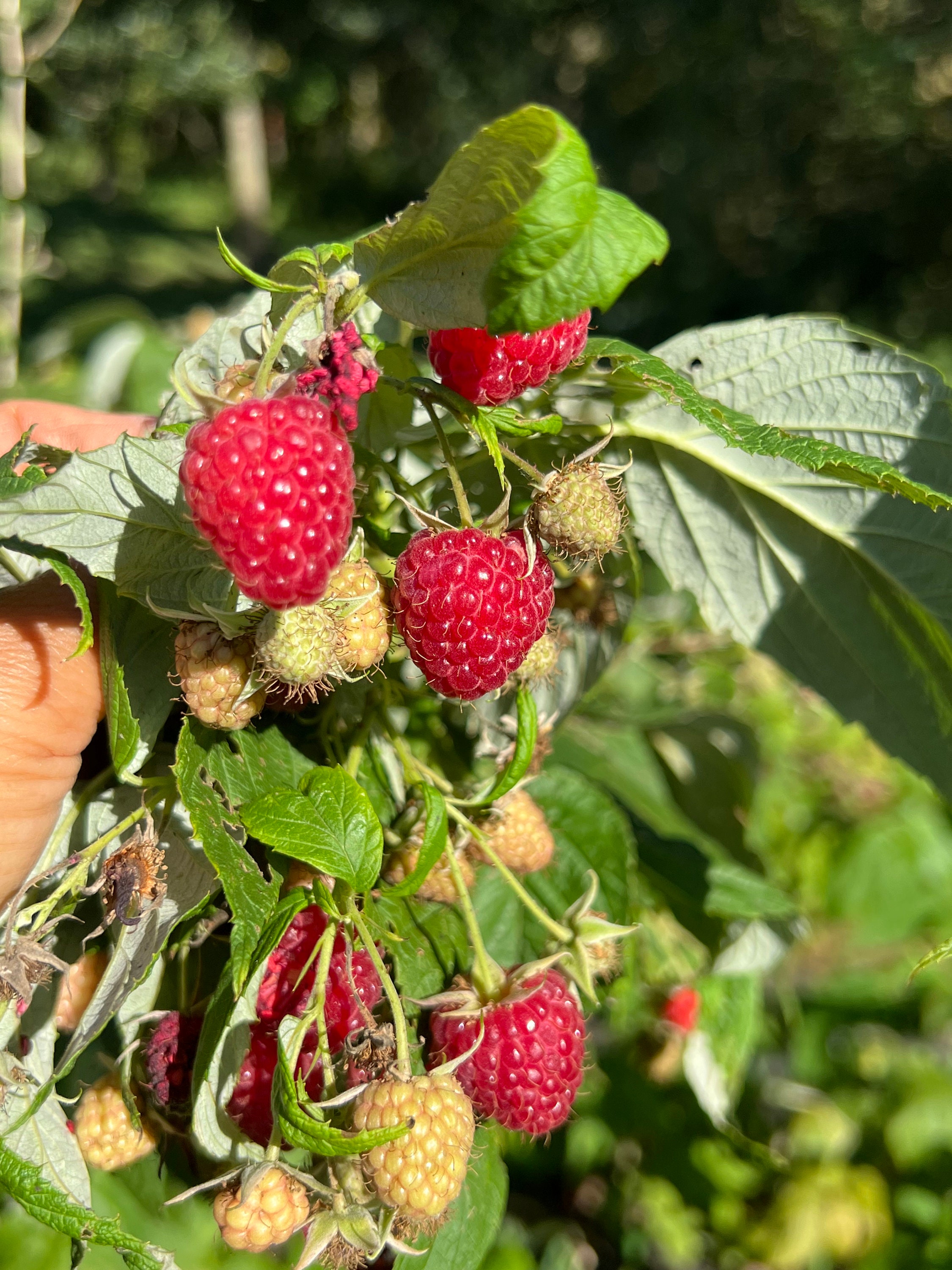 Wild Raspberry Plant