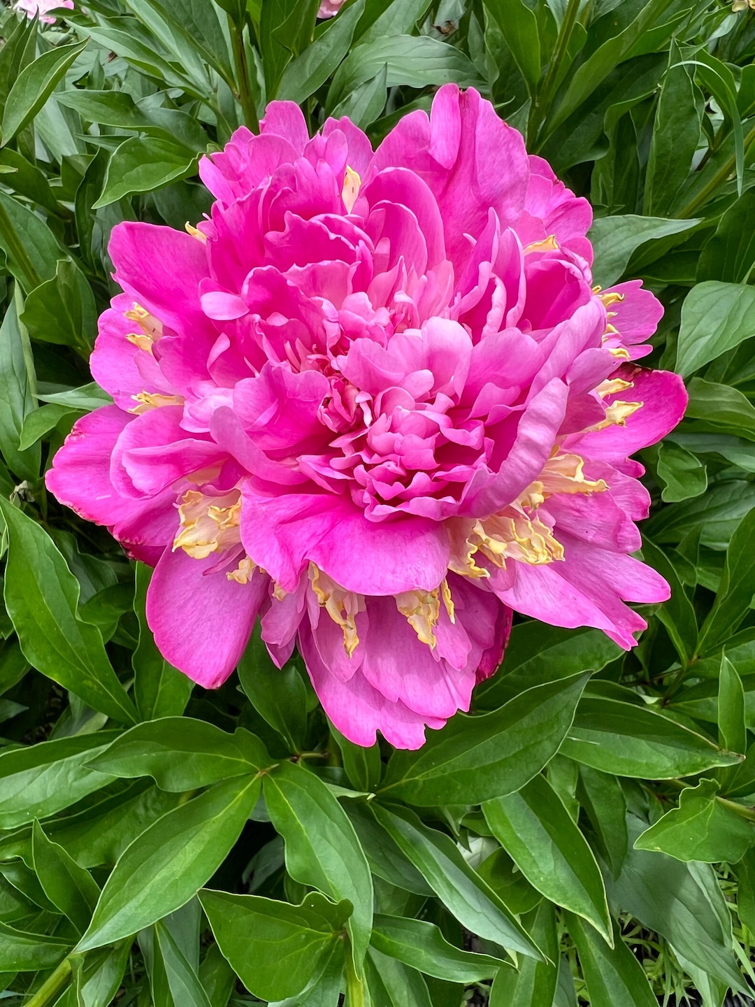 1 Feather Top Peony Root - Etsy