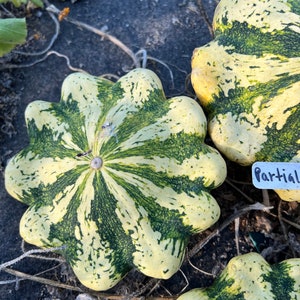 20 Summer Squash Partial Eclipse F1 Seeds - Etsy