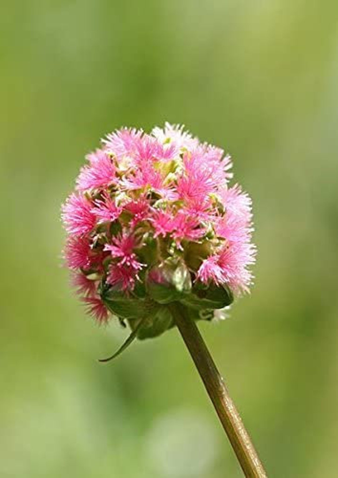 Perennial 200+ Salad Burnet Herb Seeds #139 - Etsy