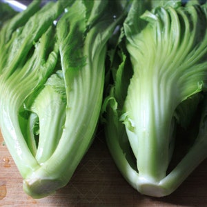 500 Chinese Mustard Shuidong Seeds 21 - Etsy