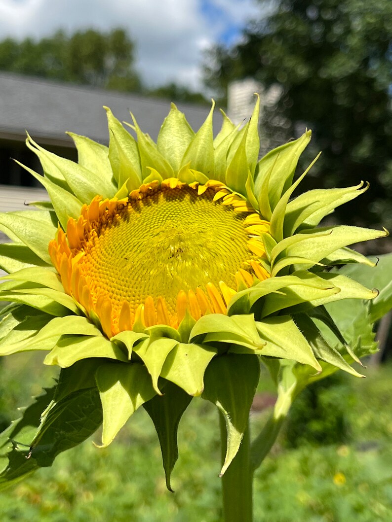 Sunfill™ Green Sunflower 10 Seeds 10 - Etsy