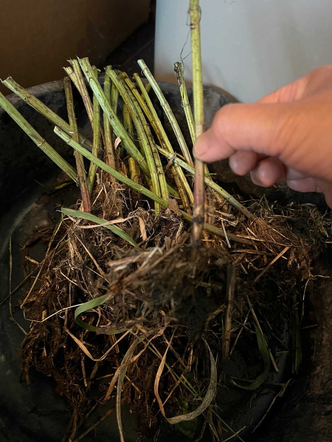 Perennial 2 Stinging Nettle Bare Root Plants Zone 3-9 Organic - Etsy