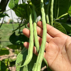20 Fortex Filet Pole Bean Seeds #A1 - Etsy