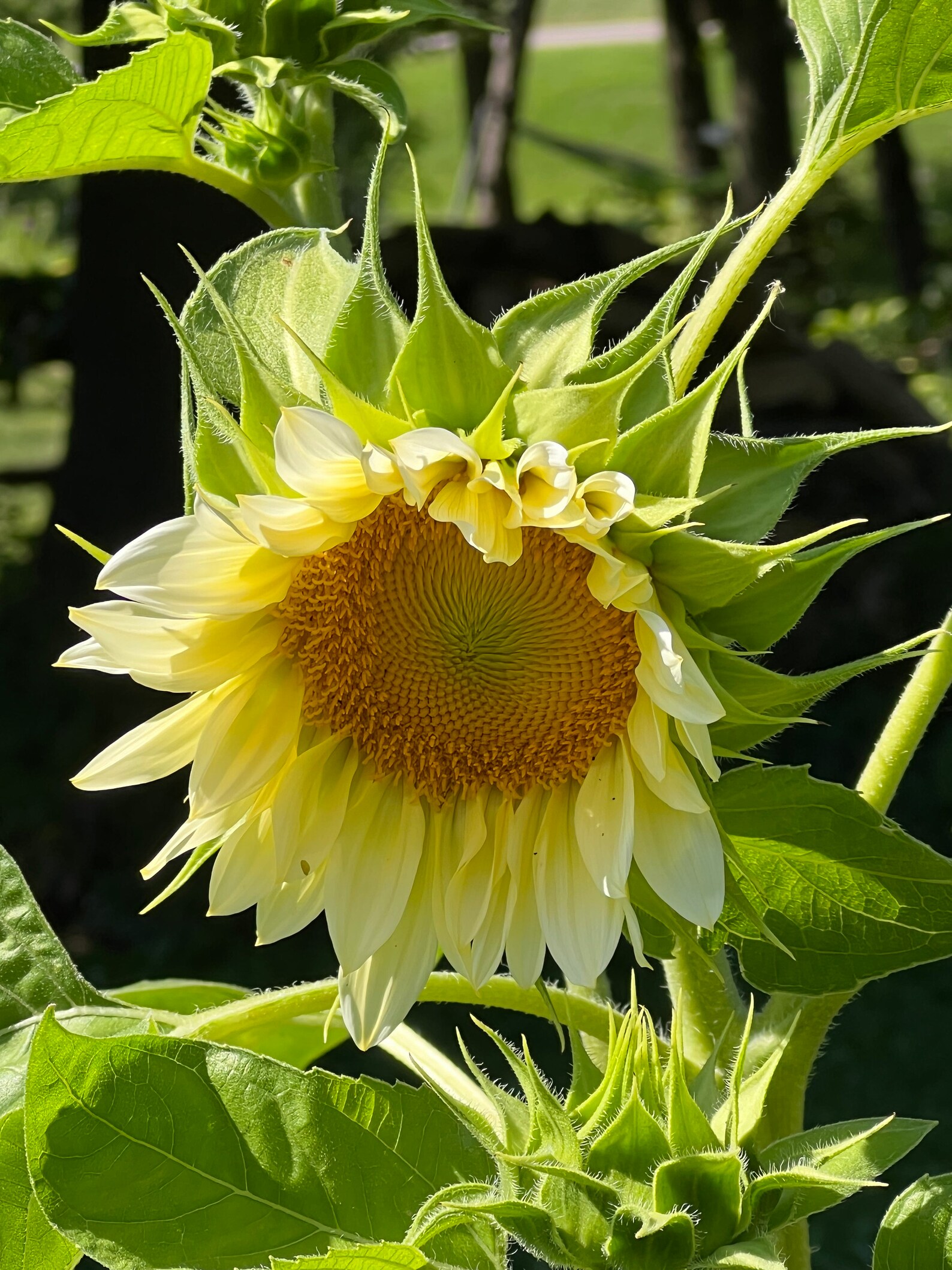 Procut White Lite Sunflower 10 Seeds #07 - Etsy