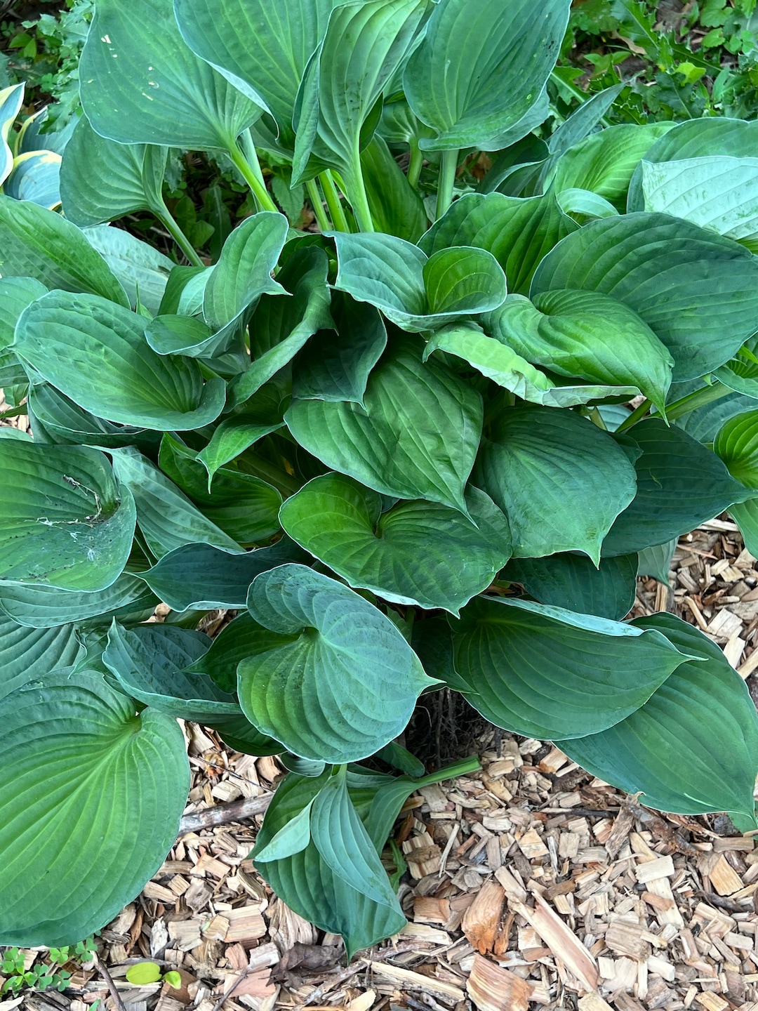 Big Daddy Hosta Bare Root Plant Ship Cut Leaf - Etsy