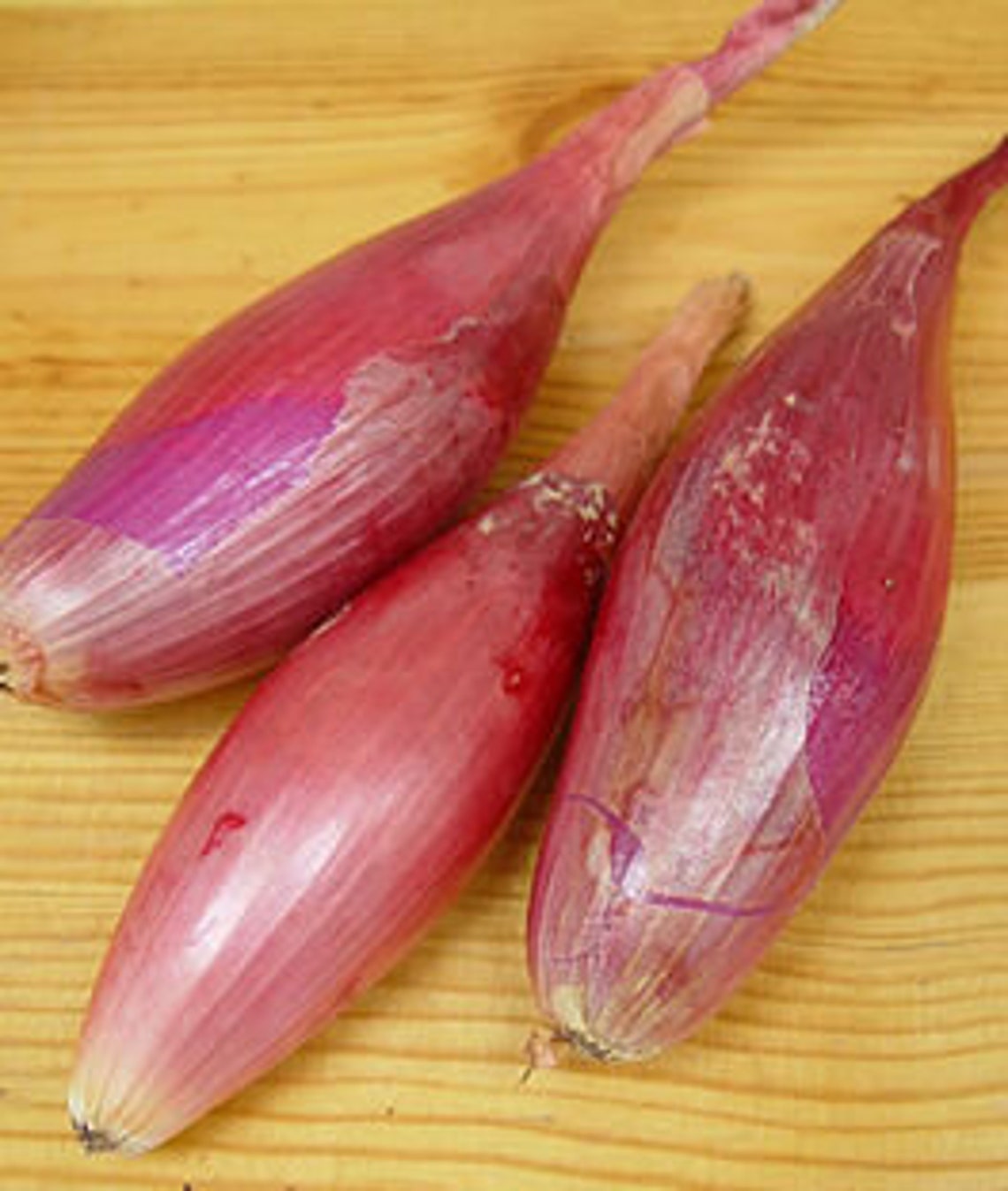 20italian Long Red Florence Onion Seeds 97 | Etsy