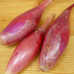 20italian Long Red Florence Onion Seeds 97 - Etsy