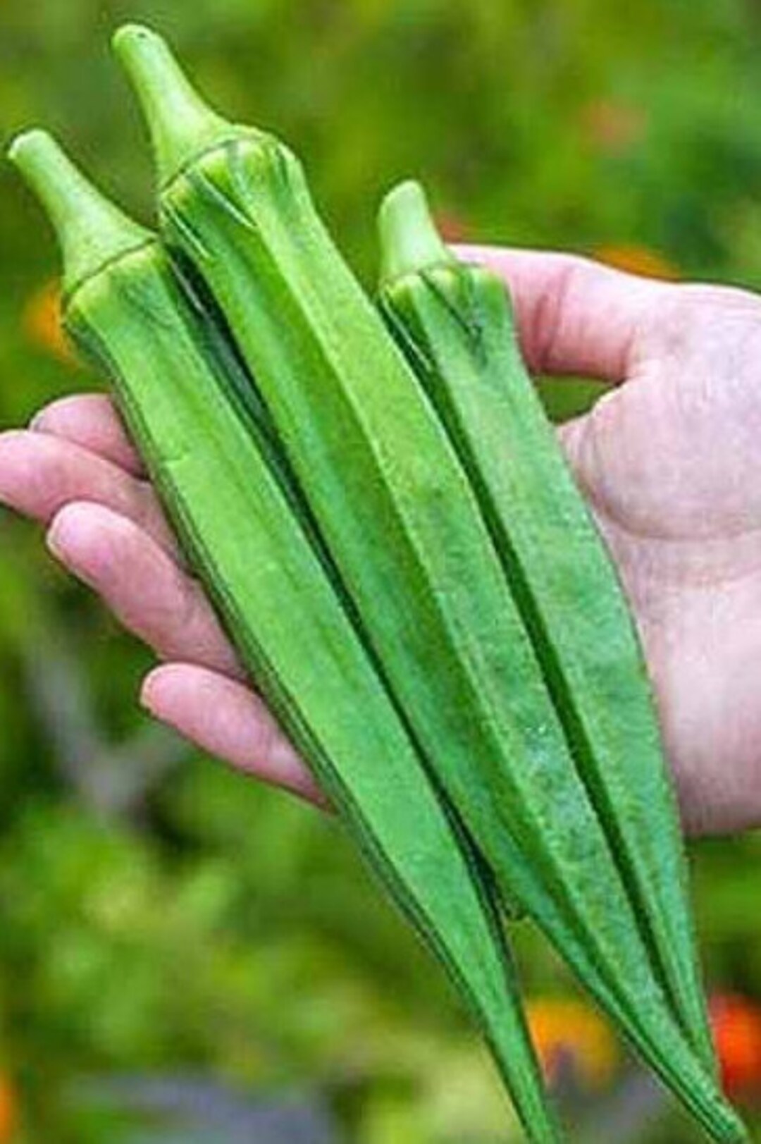 50 Long pod green okra seeds - Etsy.de