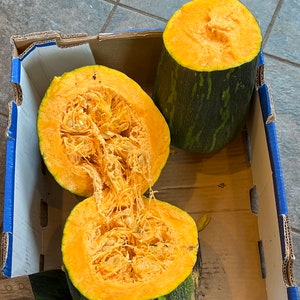 10 Italian Squash Lunga Di Napoli Seeds - Etsy