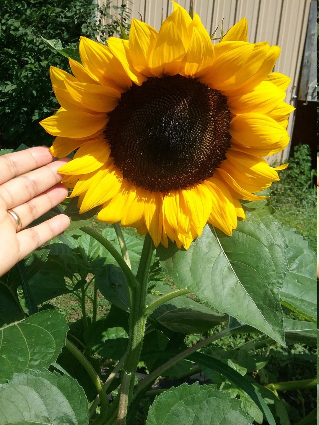 20 Procut Orange Sunflower Seeds 31 - Etsy