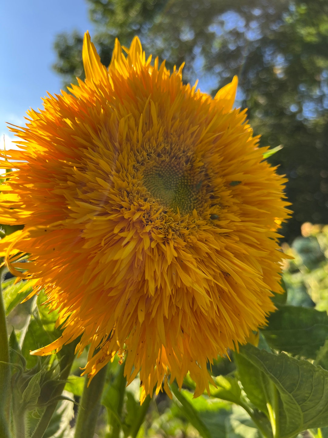 50 Golden Cheer Sunflower Seeds 37 - Etsy