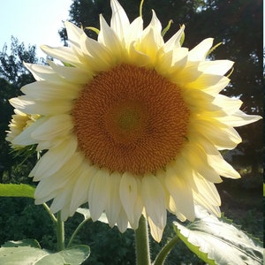 Procut White Lite Sunflower 10 Seeds 07 | Etsy