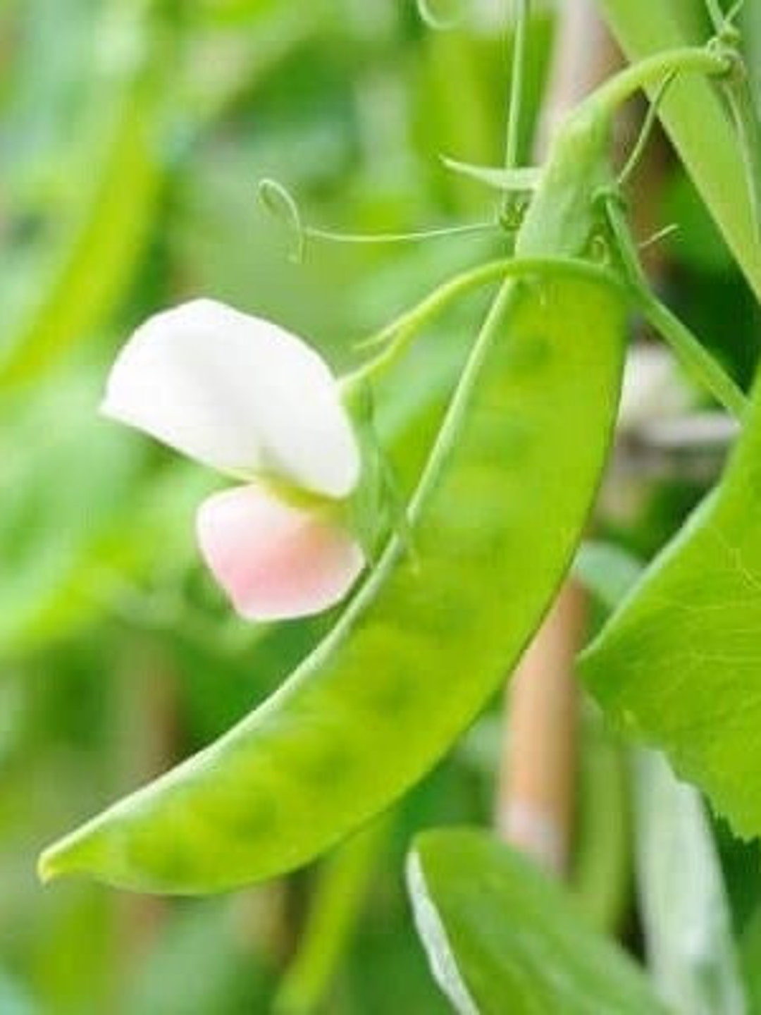 50oregon Giant Snow Pea Seeds - Etsy
