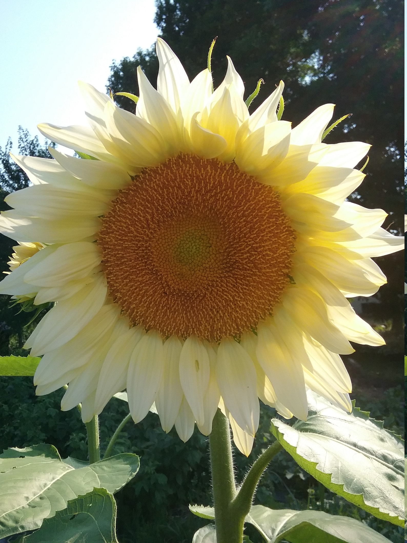 Procut White Lite Sunflower 10 Seeds 07 | Etsy