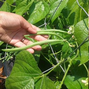 50 French Beans Calima Seeds - Etsy