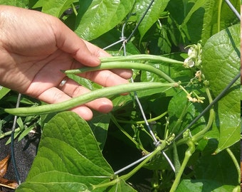 50 Beans Calima Bush Seeds - Etsy