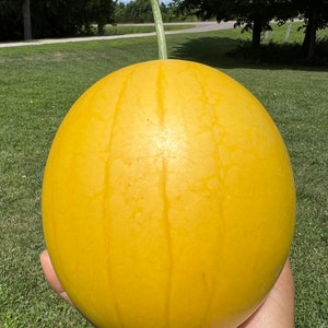 20 Lemon Drop Watermelon Seeds #03 - Etsy