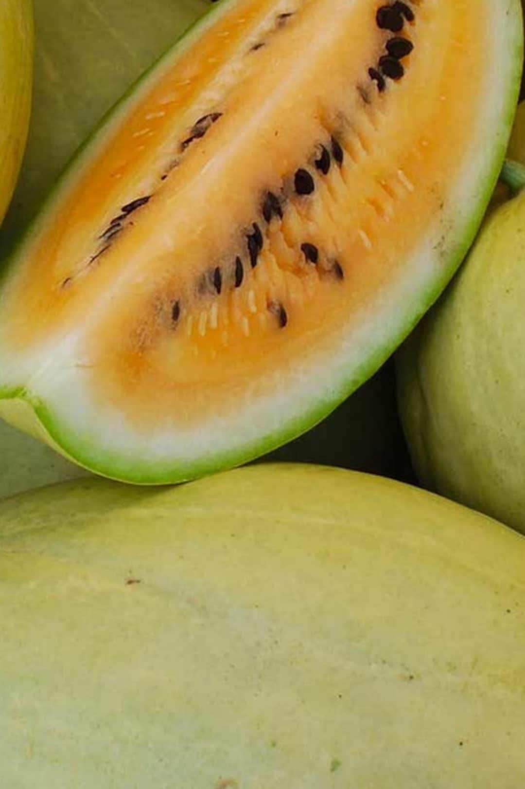 20 Desert King Watermelon Seeds Organic 05 - Etsy