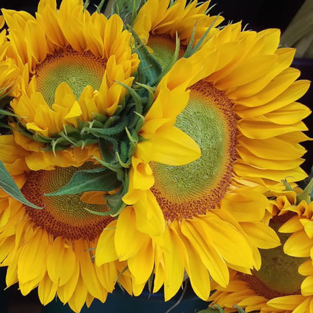 Procut® Gold Lite DMR Sunflower 10 Seeds 11 - Etsy