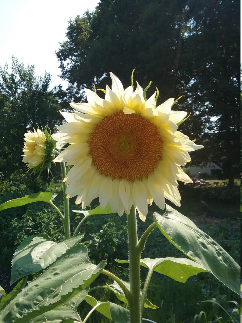 Procut White Lite Sunflower 10 Seeds 07 | Etsy