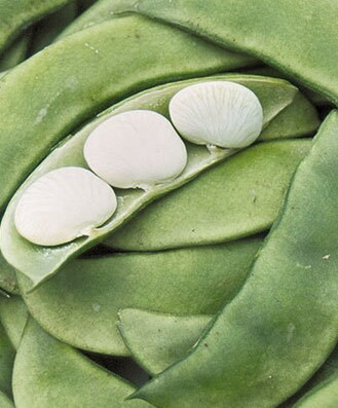 20 Bean King of the Garden Seeds - Etsy